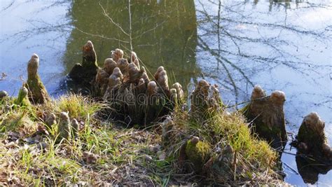 Tree Roots Grow In A Small Lake Upwards Elves Droll Home Stock Image Image Of Brown Flora
