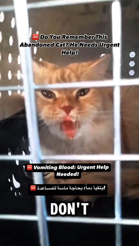 ‎𝐄𝐦𝐢𝐫𝐚𝐭𝐞𝐬 𝐜𝐚𝐭𝐬 قطط الإمارات‎ This Brave Cat Is Now Under Care At The Vet Vetpluscenter