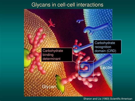 Glycobiology Resources Ppt Download