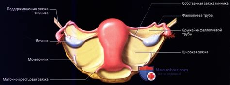 Круглая Связка Матки - 65 фото