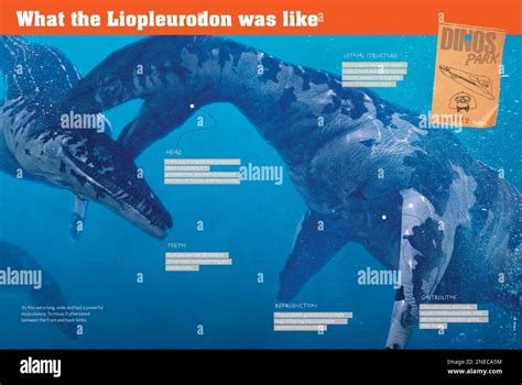 Anatomia Del Liopleurodon Immagini E Fotografie Stock Ad Alta