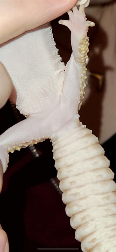 Sex Of Leopard Gecko Rleopardgeckos