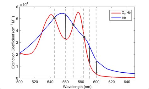 Central Wavelengths Of Wavebands Selected For In Vivo Imaging Download Scientific Diagram