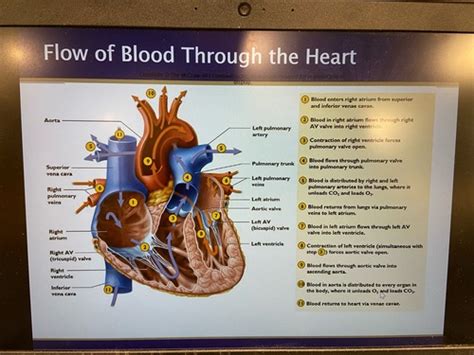 Biol 2400 Week 9 Flashcards Quizlet