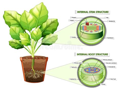 Diagram Showing Stem And Root Structure Stock Vector Illustration Of Environment Learning