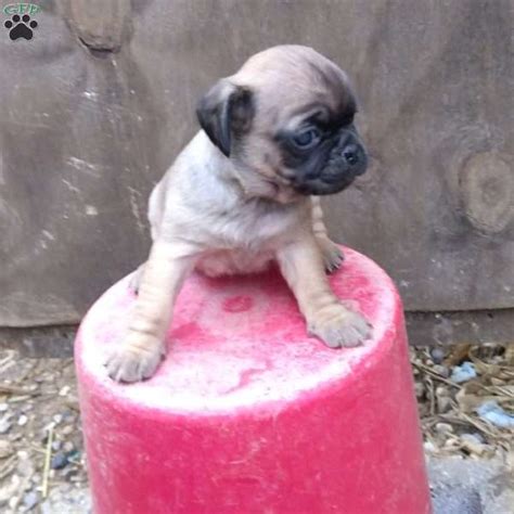 Judy Pug Mix Puppy For Sale In Pennsylvania