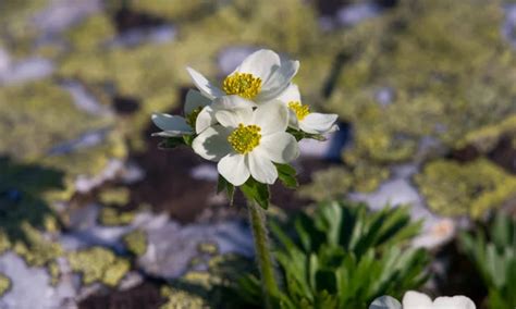 Flower Of The Northwest Territories Best Flower Site