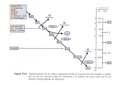 Fosforilacion Oxidativa Pdf