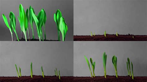 玉米种子发芽生长过程 视频素材下载 编号 8866249 光厂 Vj师网