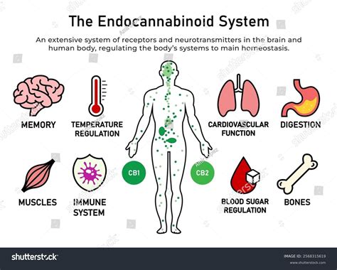 Endocannabinoid System Human Cannabinoid Receptors Infographic Stock