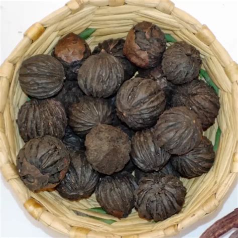 Wild Black Walnuts In The Hull