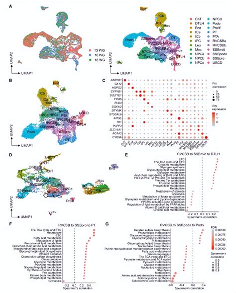 Single Cell Transcriptomics Spatial Metabolomics Identify Metabolic