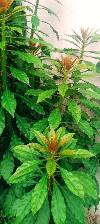 Seven Needles Leaves Are Herbal Plants That Have Long Been Trust By The Public To Treat Various