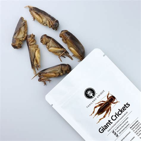Edible Giant Crickets Brachytrupes Portentosus Sp