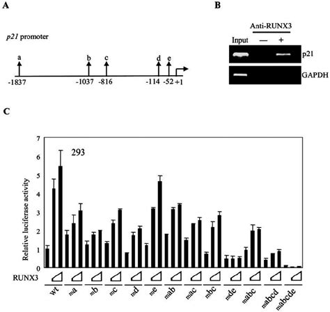 P Is A Direct Target Of RUNX A Schematic Depiction Of The Download Scientific Diagram