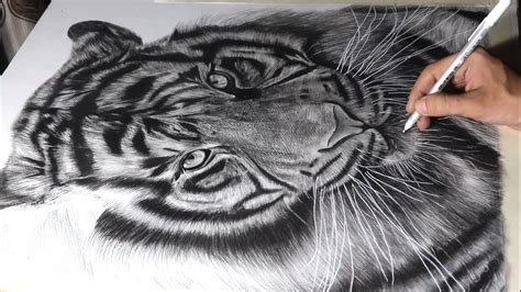 Realistic Tigers To Draw