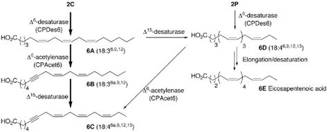 Figure 1 From Biosynthesis And Function Of Polyacetylenes And Allied