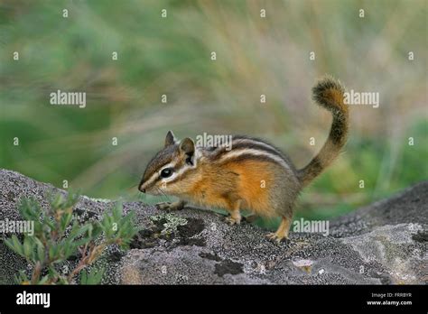 Least Chipmunk Tamias Minimus Neotamias Minimus On Rock Native To