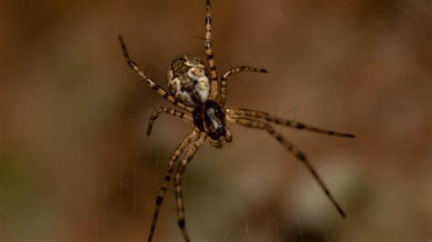 Animal Sex How Snakes Do It Live Science