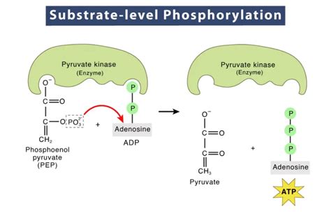 Unleashing Energy Substrate Level Phosphorylation Explained