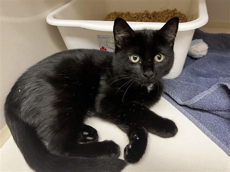 Tux Drumheller District Humane Society