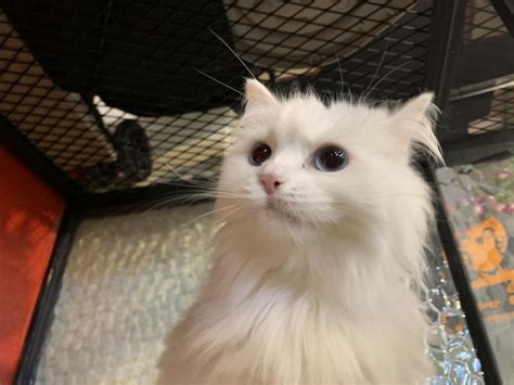 렉돌스코티쉬믹스 마리 고양이 책임분양 ♥ 강아지•고양이입양 강아지보호소 고양이보호소 무료분양 아이조아보호소