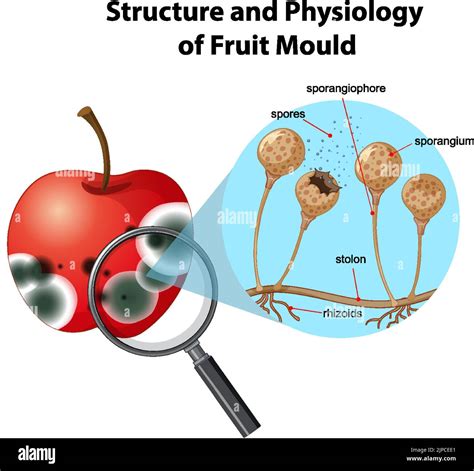 Apple Fruit Mold Mould Stock Vector Images Alamy