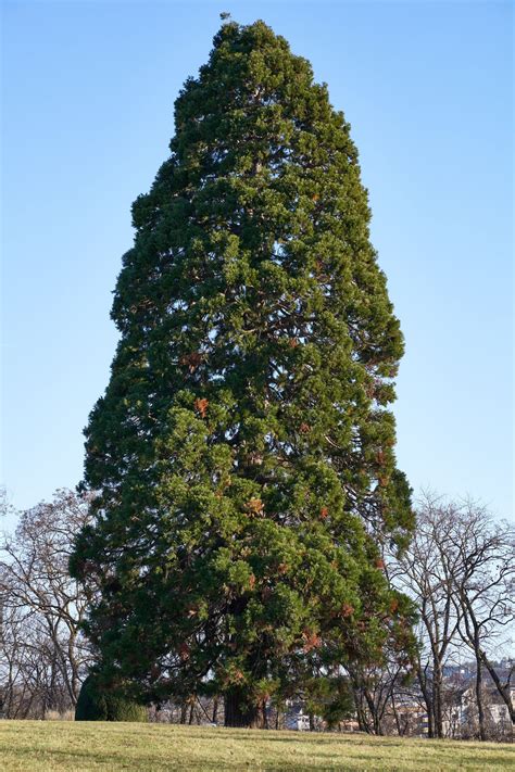 Sm B E G Sa Tree S Fast Us 0 99