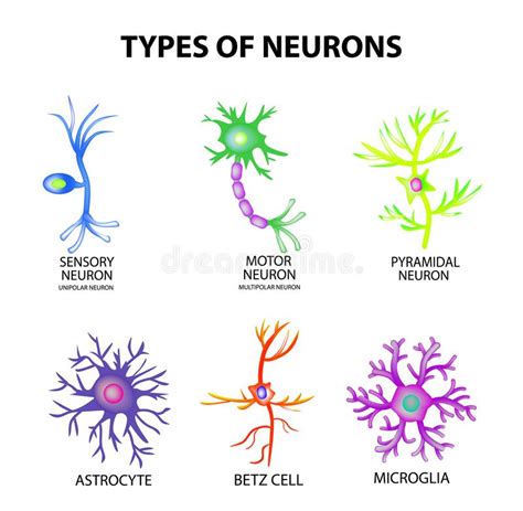 La Structure Du Neurone Moteur Infographie Illustration De Vecteur Sur Le Fond Disolement