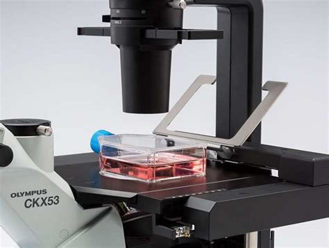 Cell Culture Basics The Foundation Of Biotechnology Rs Science