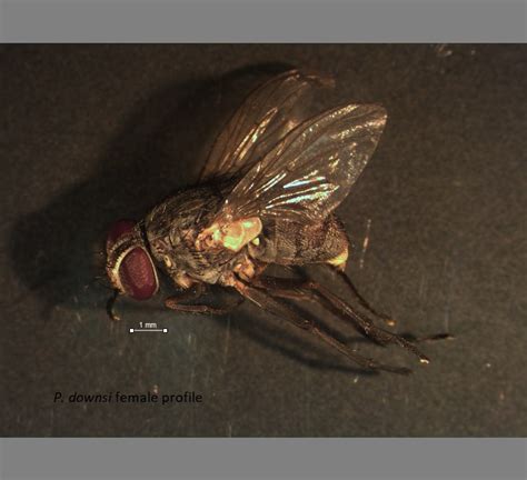 Vampire Fly Info Koop Lab