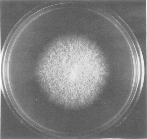 Four Day Old Colony Of F Moniliforme On Malt Agar Medium Download Scientific Diagram
