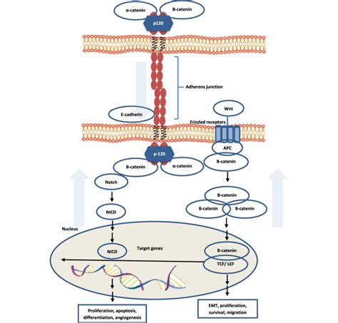Overview Of Signalling Pathways Involved In Hereditary Diffuse Gastric