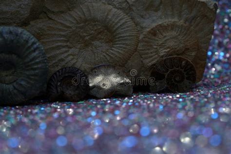 Ammonite Is A Fossil Of A Squid Photographed In Close Up In Studio