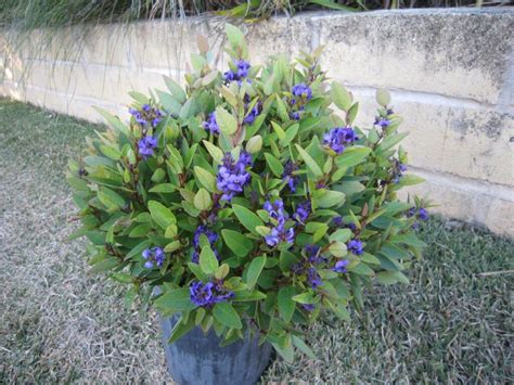 Hardenbergia Mini Meema™ Dig Plant Company