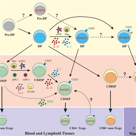Pdf Regulatory T Cell Development In The Human Thymus