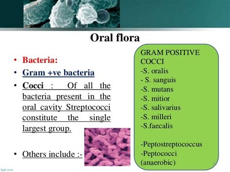 Oral Microflora