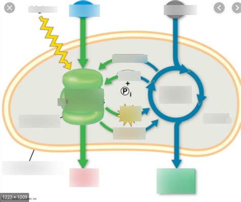 Biology Test 1 10 20 Diagram Quizlet
