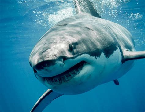 El Megalod N Monstruo Prehist Rico Que Habit Los Mares