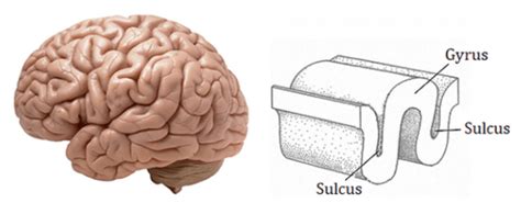 Central Sulcus Summary Structural Components Development
