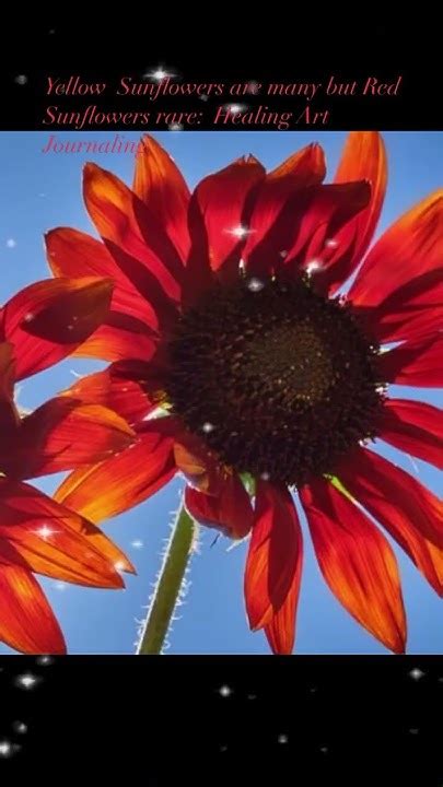 유화같은 수채화그림rare 빨간해바라기노란 해바라기힐링 아트저널링shorts꽃말 건강재물애모 Prideetc Youtube