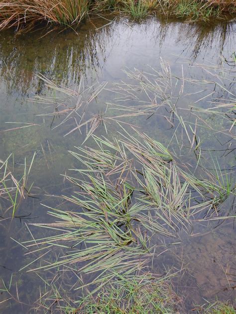 Glyceria Fluitans Floating Sweet Grass — Bsbi Vc77