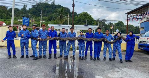 120kg Python Devours A Goat New Straits Times