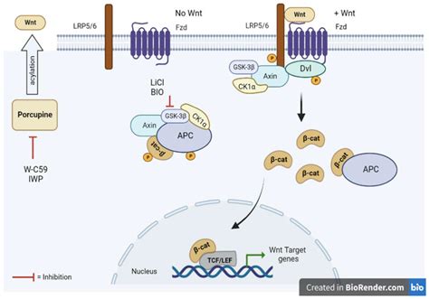 Characterising The Effect Of Wntβ Catenin Signalling On Melanocyte Development And Patterning