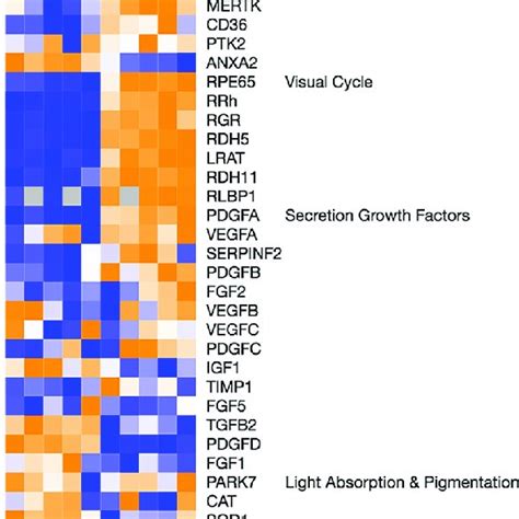 Heatmap For The Expression Of Genes Related To Rpe Specific Functions Download Scientific