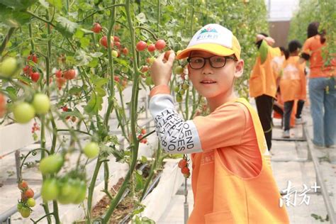 超2万人预约，三水白坭研学旅游火了白坭镇活动漆艺