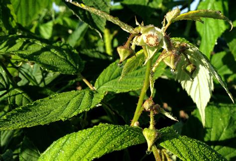 Green Future Organic Raspberry Farm