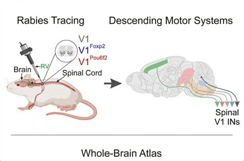 Brain Map Clarifies Neuronal Connectivity Behind Motor Function Brain Map Clarifies Neuronal Connectivity Behind Motor Function