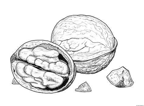 Walnut Line Drawing At Jannie Hunt Blog