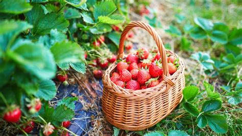17 Best Strawberry Varieties For Growing At Home